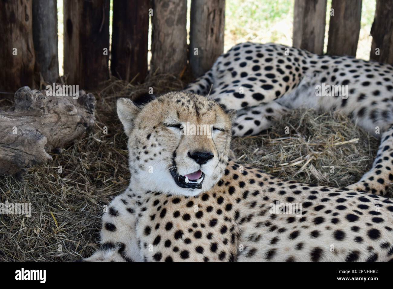 Smiling young cheetah Stock Photo - Alamy