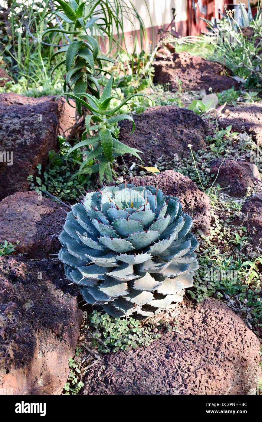 Butterfly agave hi-res stock photography and images - Alamy