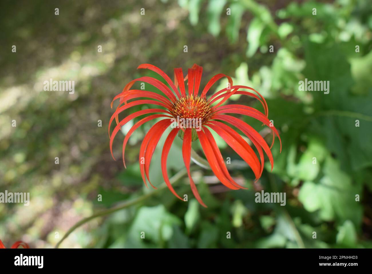 Red african daisy close up (also known as Barberton daisy Stock Photo ...