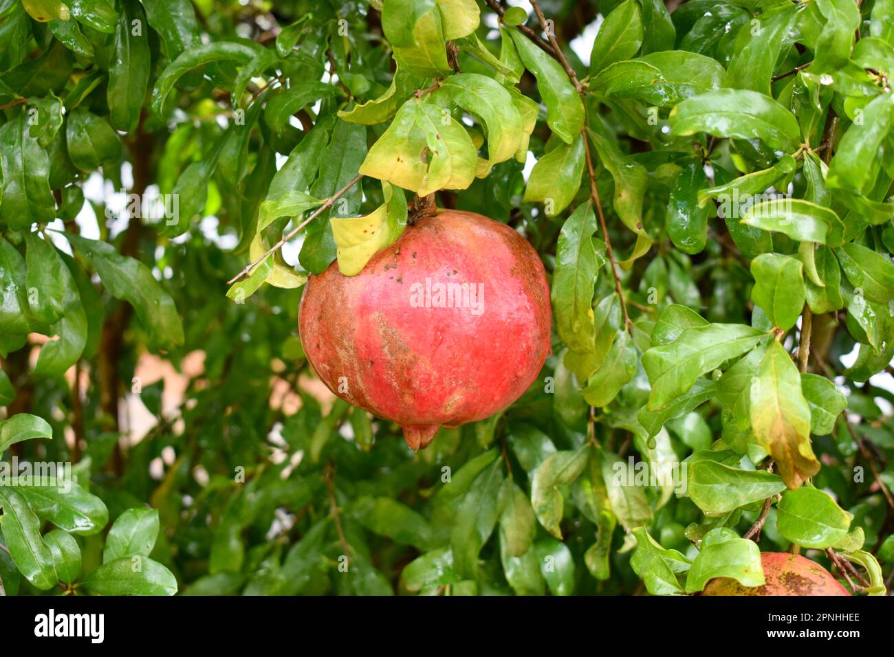 Fruit hanging from tree hi-res stock photography and images - Alamy