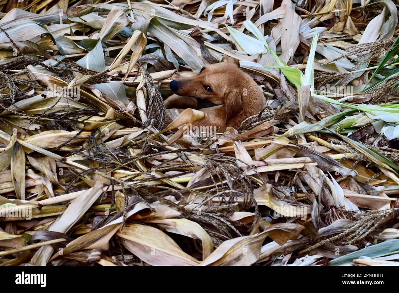Brown dog curled up among dried corn leaves Stock Photo - Alamy