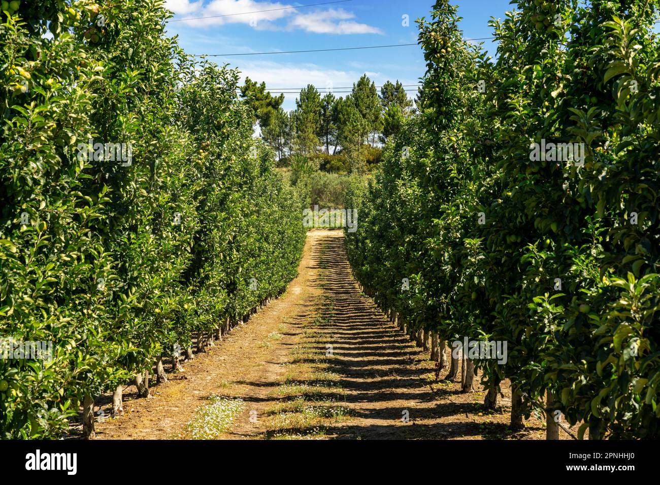 Ecological orchard hi-res stock photography and images - Alamy