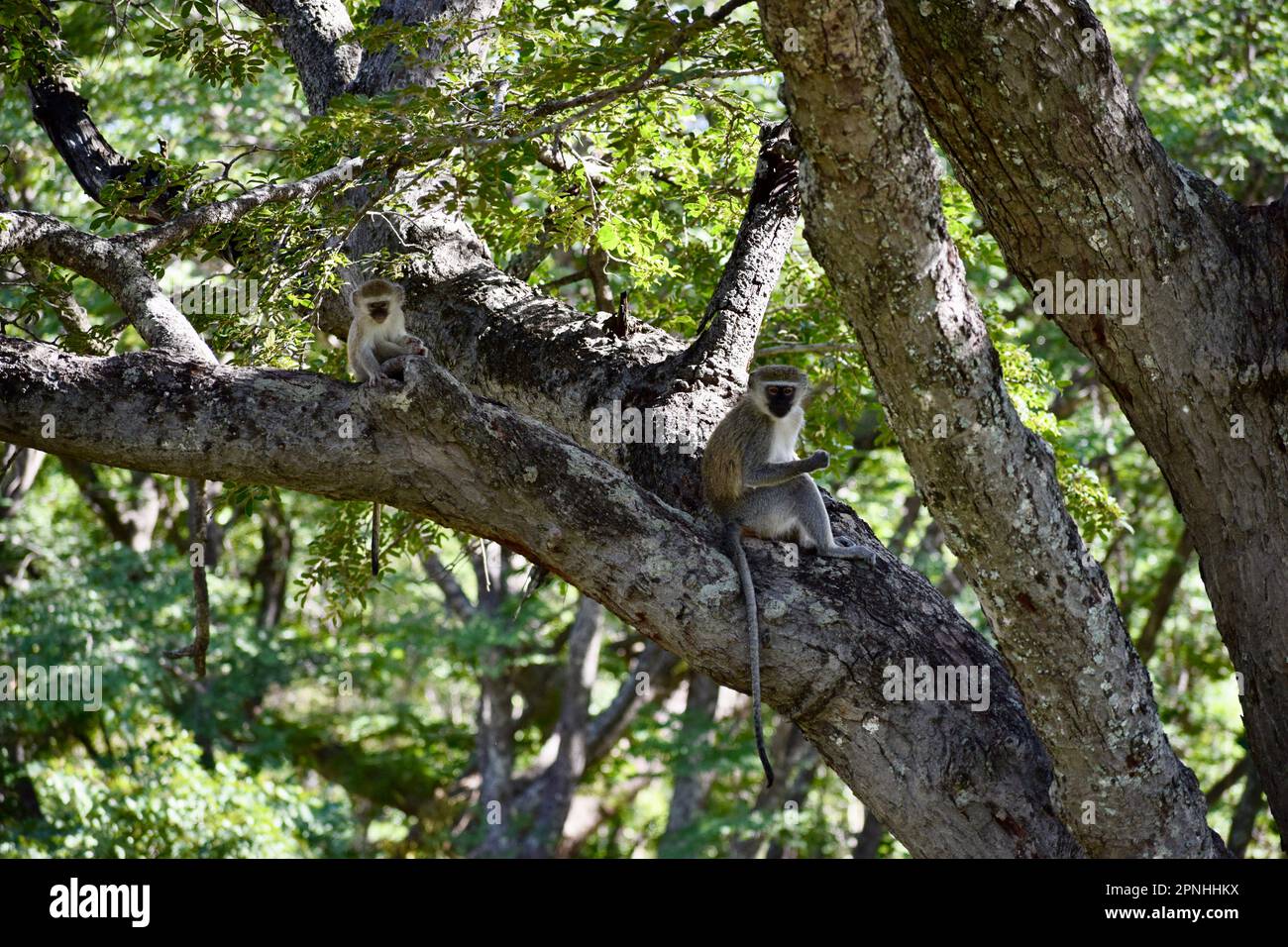 Vervet monkey sitting on tree branch with long tail hanging and baby ...