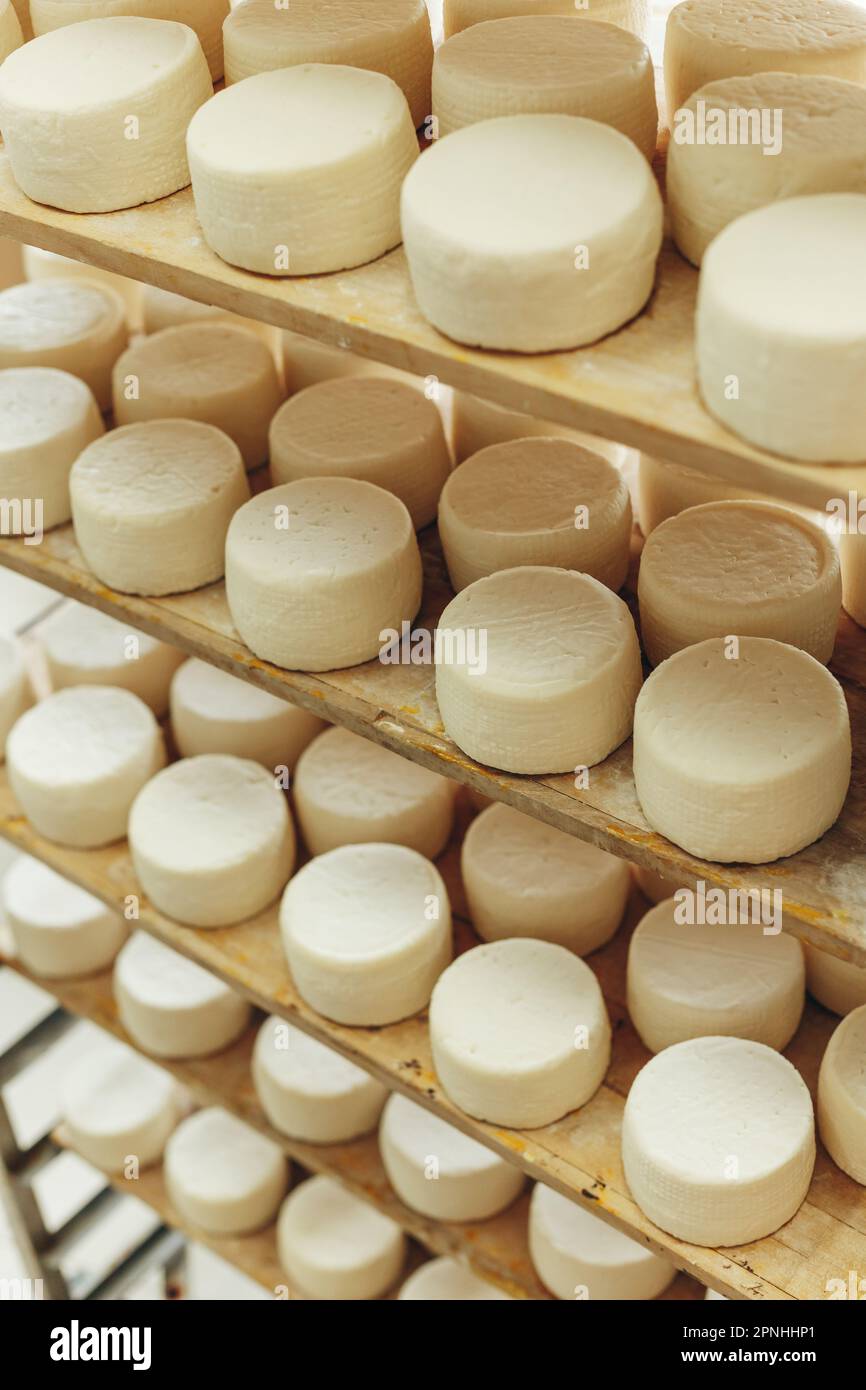 Abundance of Heads of Goat Cheese on Shelf Stands Arranged to Ripen on ...