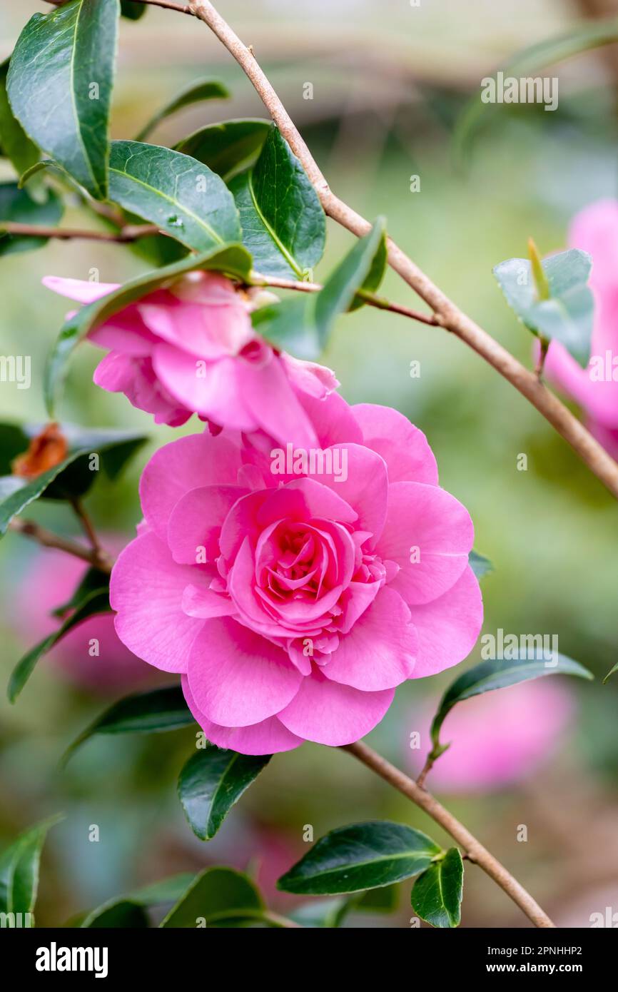 Pink Camellia flower vertical image Stock Photo - Alamy