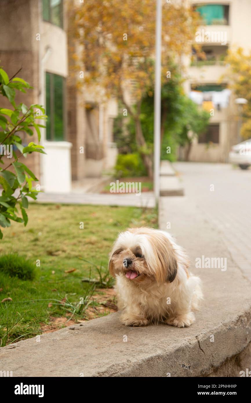 Shih Tzu dog sitting on the steps in the town. a dog in the city. Dog ...