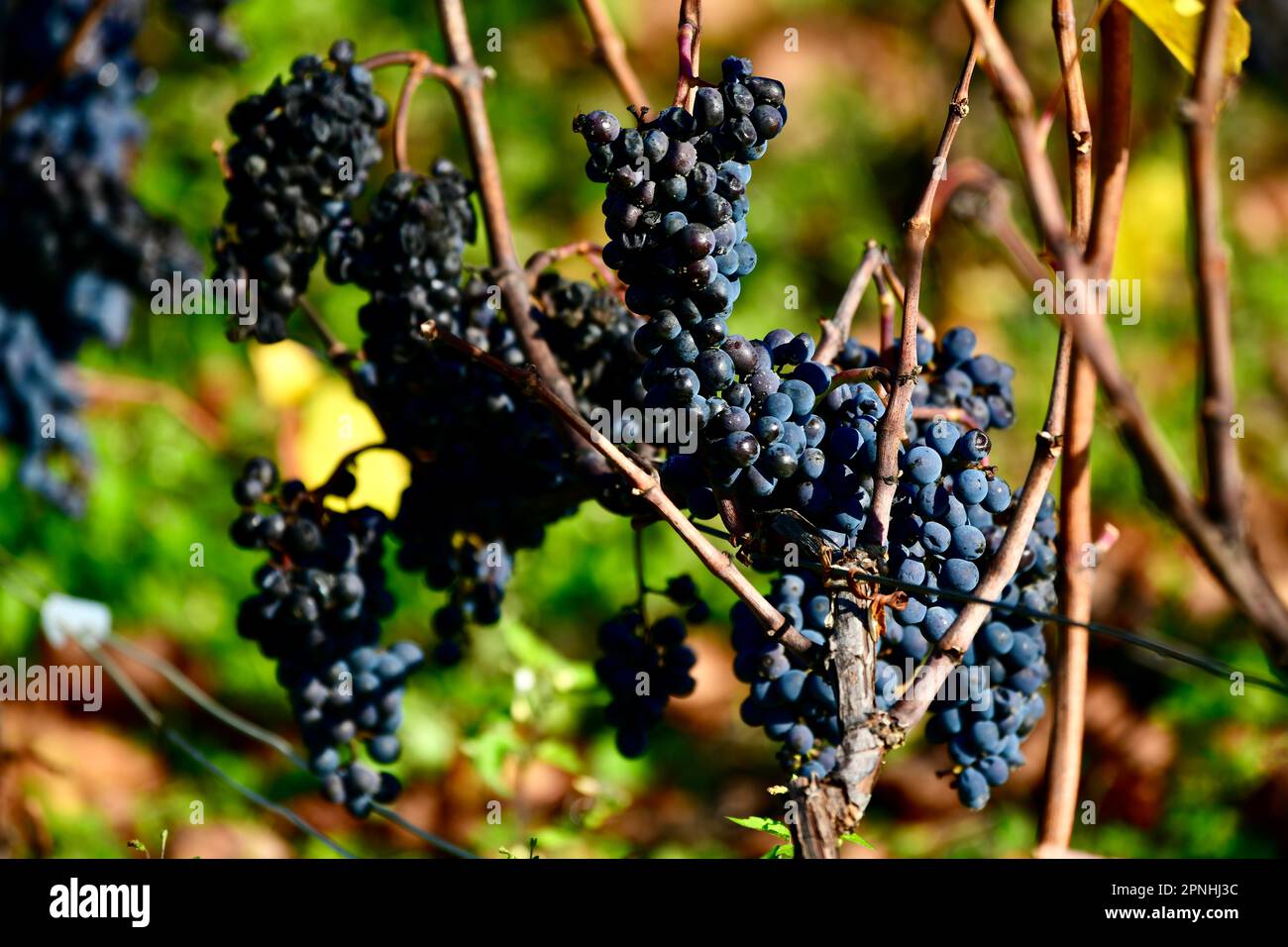 Trauben in der champagne hi-res stock photography and images - Alamy
