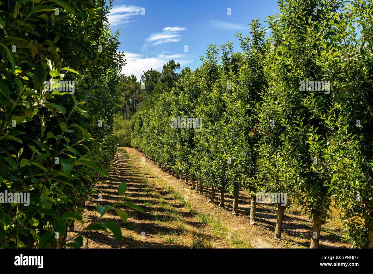 Ecological orchard hi-res stock photography and images - Alamy