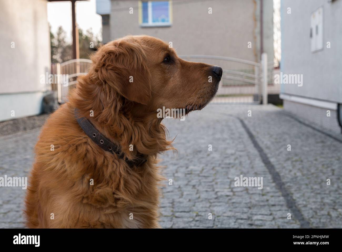 Golden retriever, portrait of a dog with a gentle temper Stock Photo ...