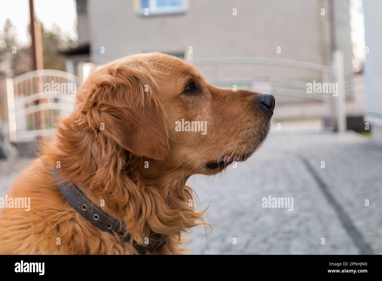 Golden retriever, portrait of a dog with a gentle temper Stock Photo ...