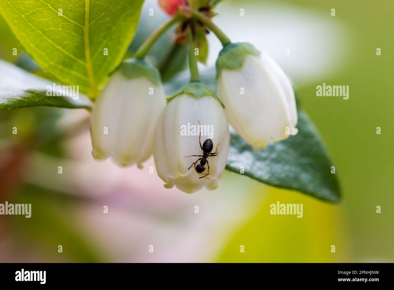 Blueberry during spring flowering, close-up of the plant. White flowers ...