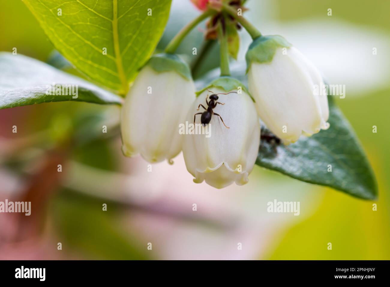 Blueberry during spring flowering, close-up of the plant. White flowers ...