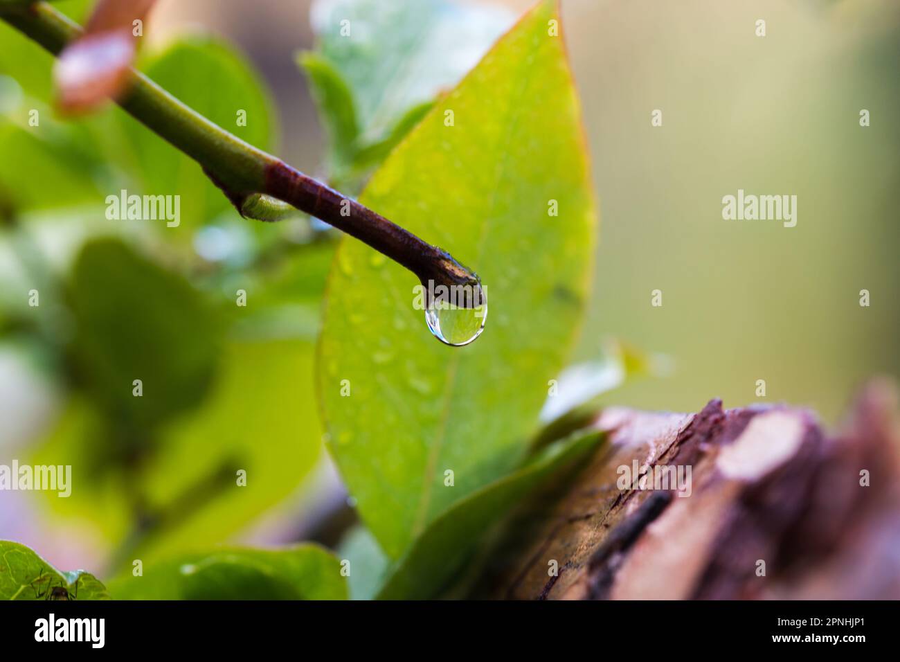 Drop vegetation hi-res stock photography and images - Alamy