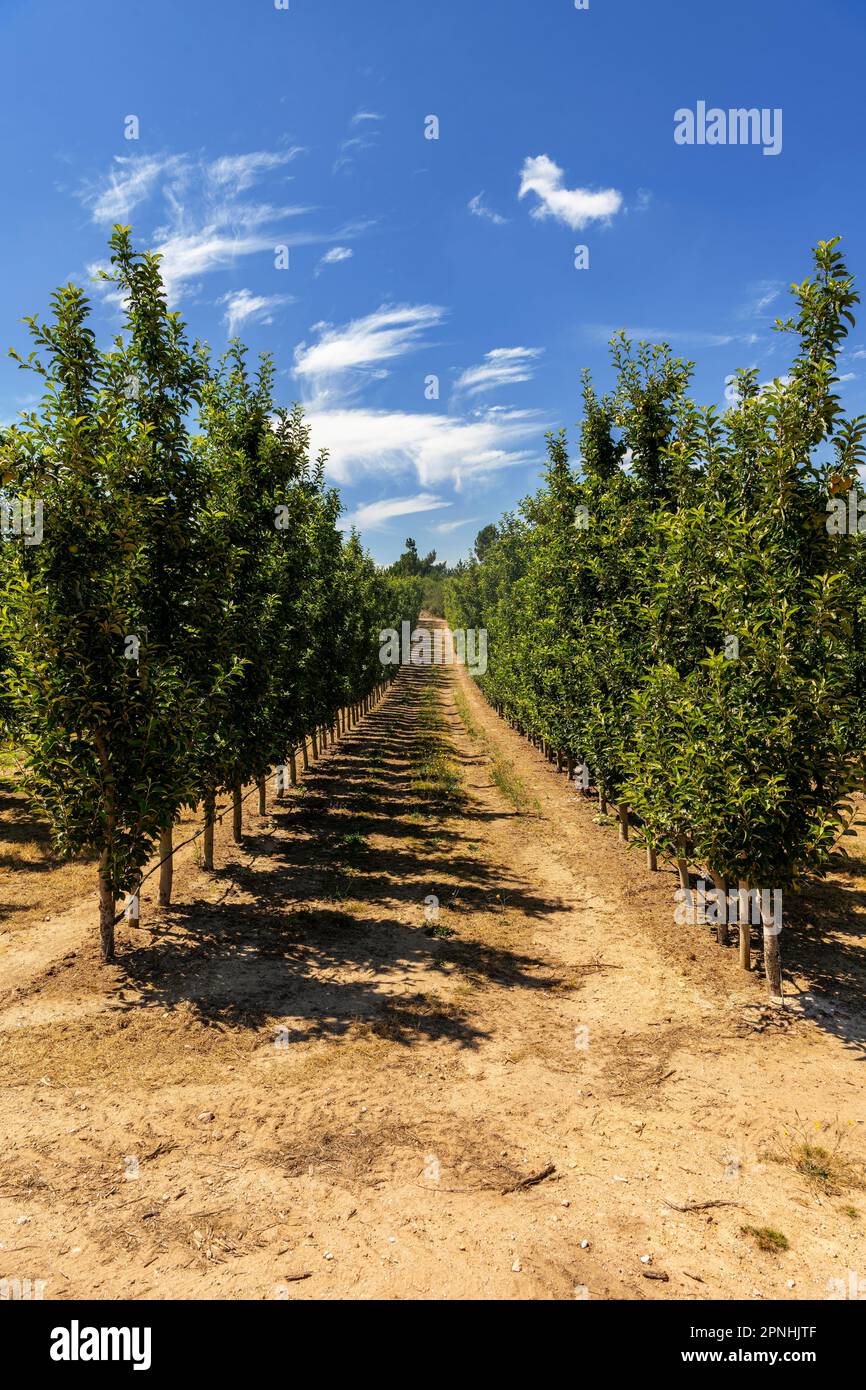 Ecological orchard hi-res stock photography and images - Alamy
