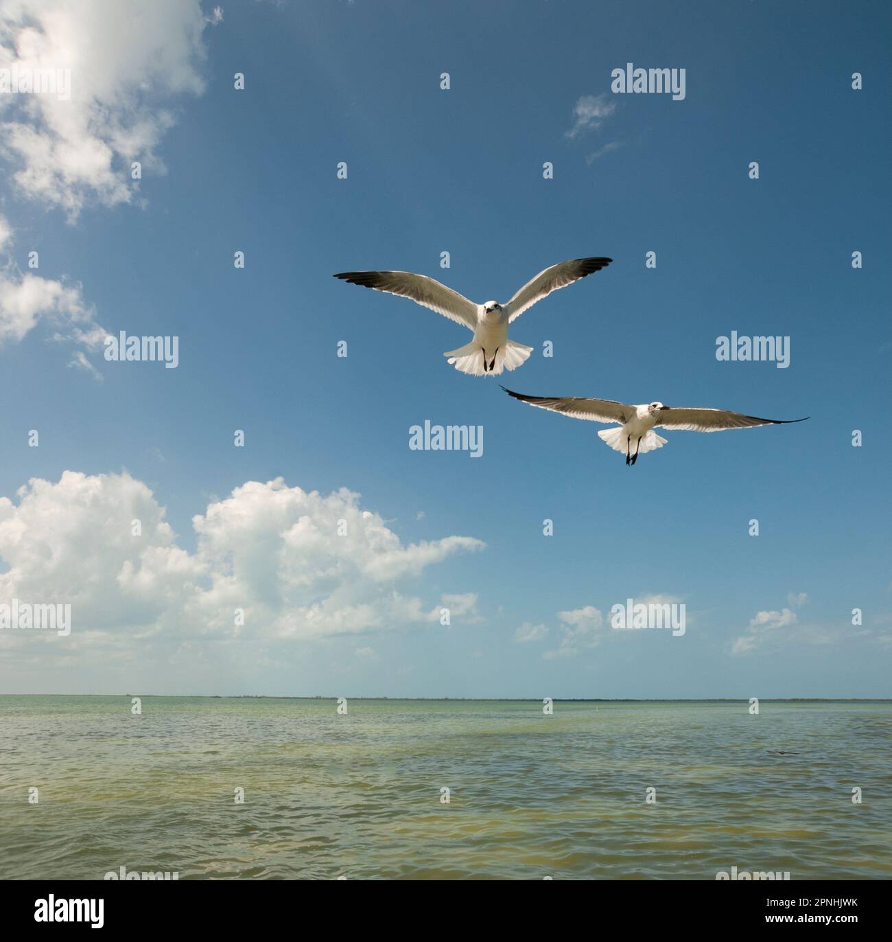 Close-up of two seagulls flying against the blue sky on a sunny day in ...