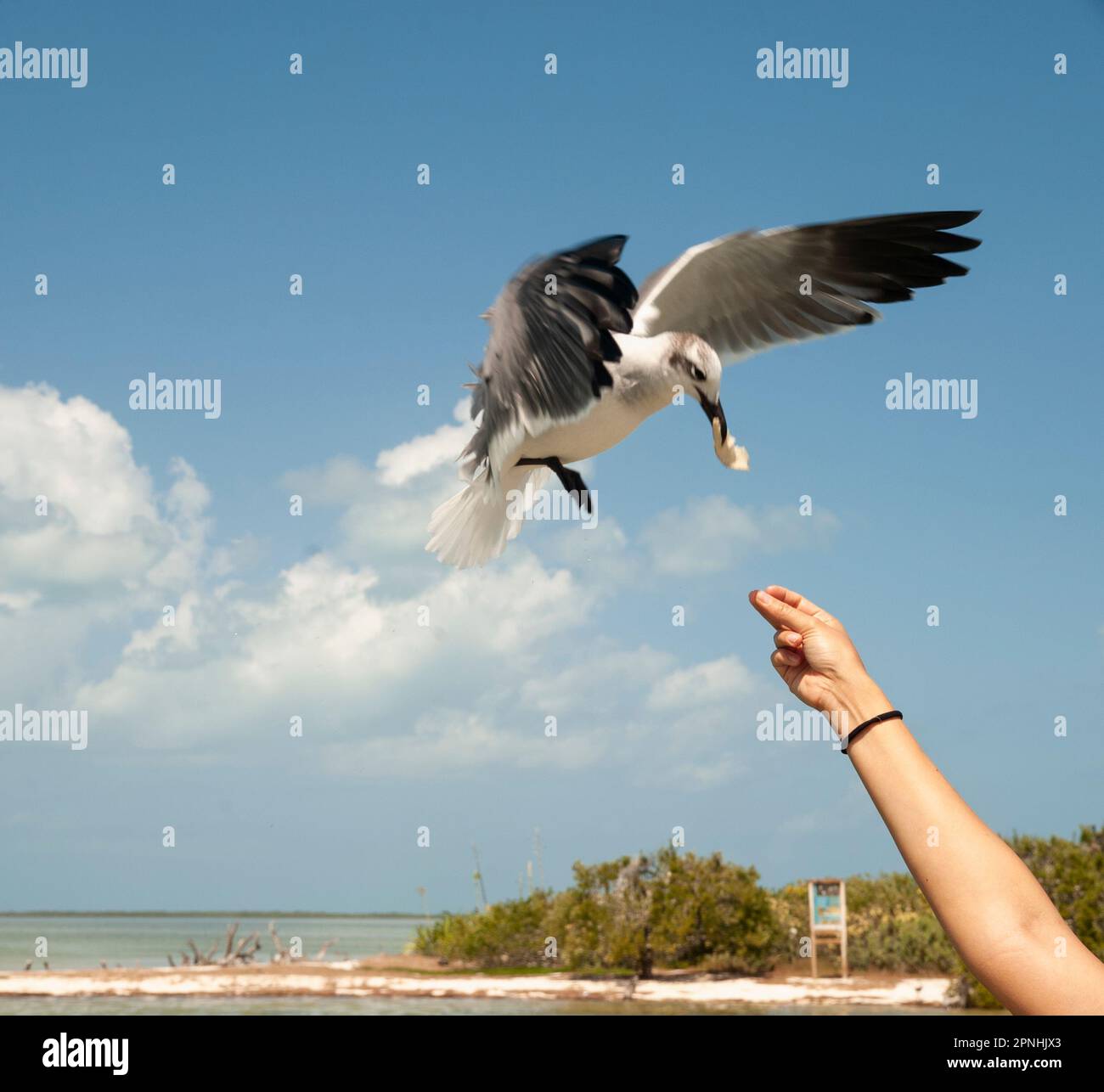 Seagull in flight grabs food with its beak from the hands of a woman ...
