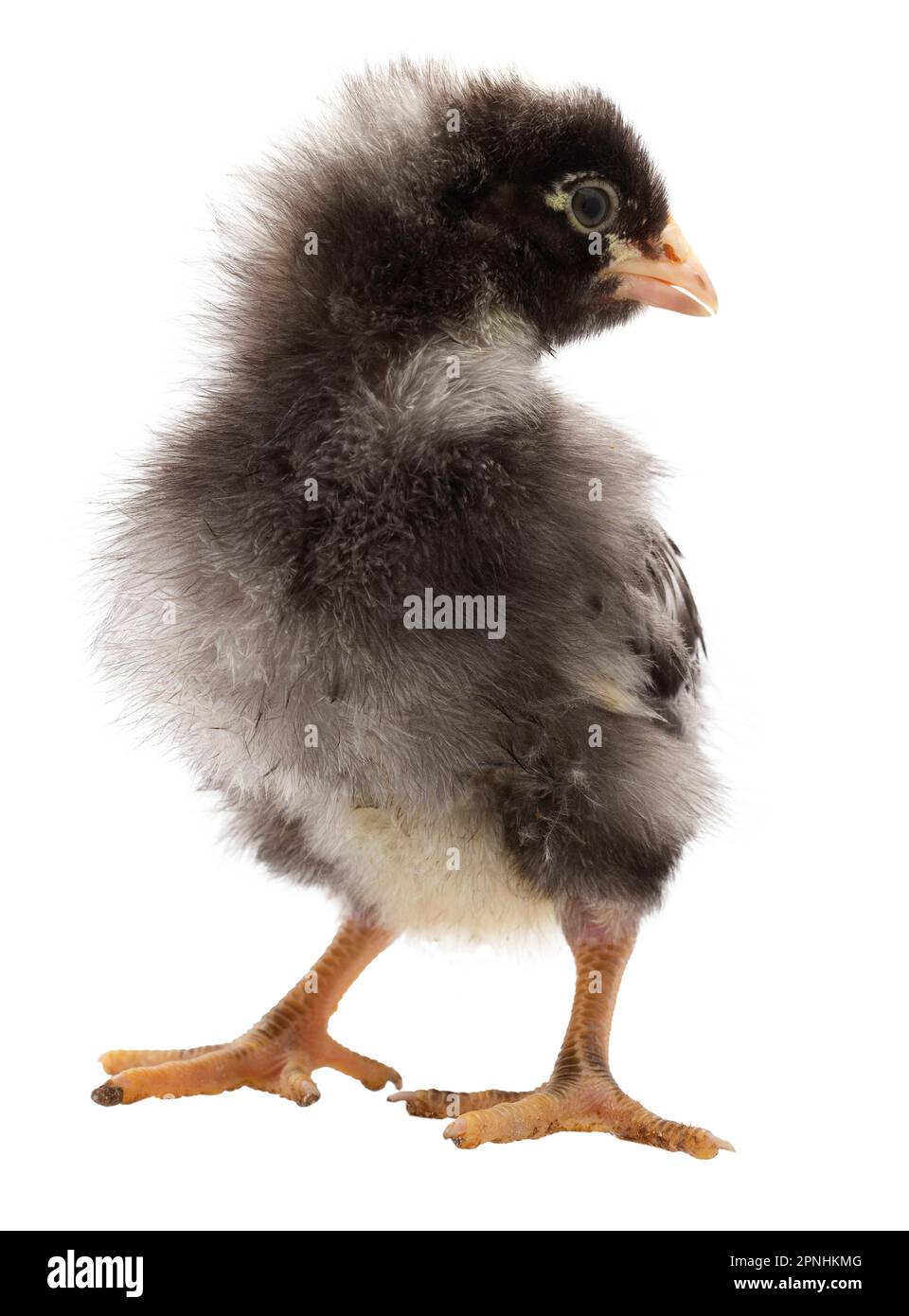 Black and white Dominique chicken chick isolated thatis heaving a bad ...