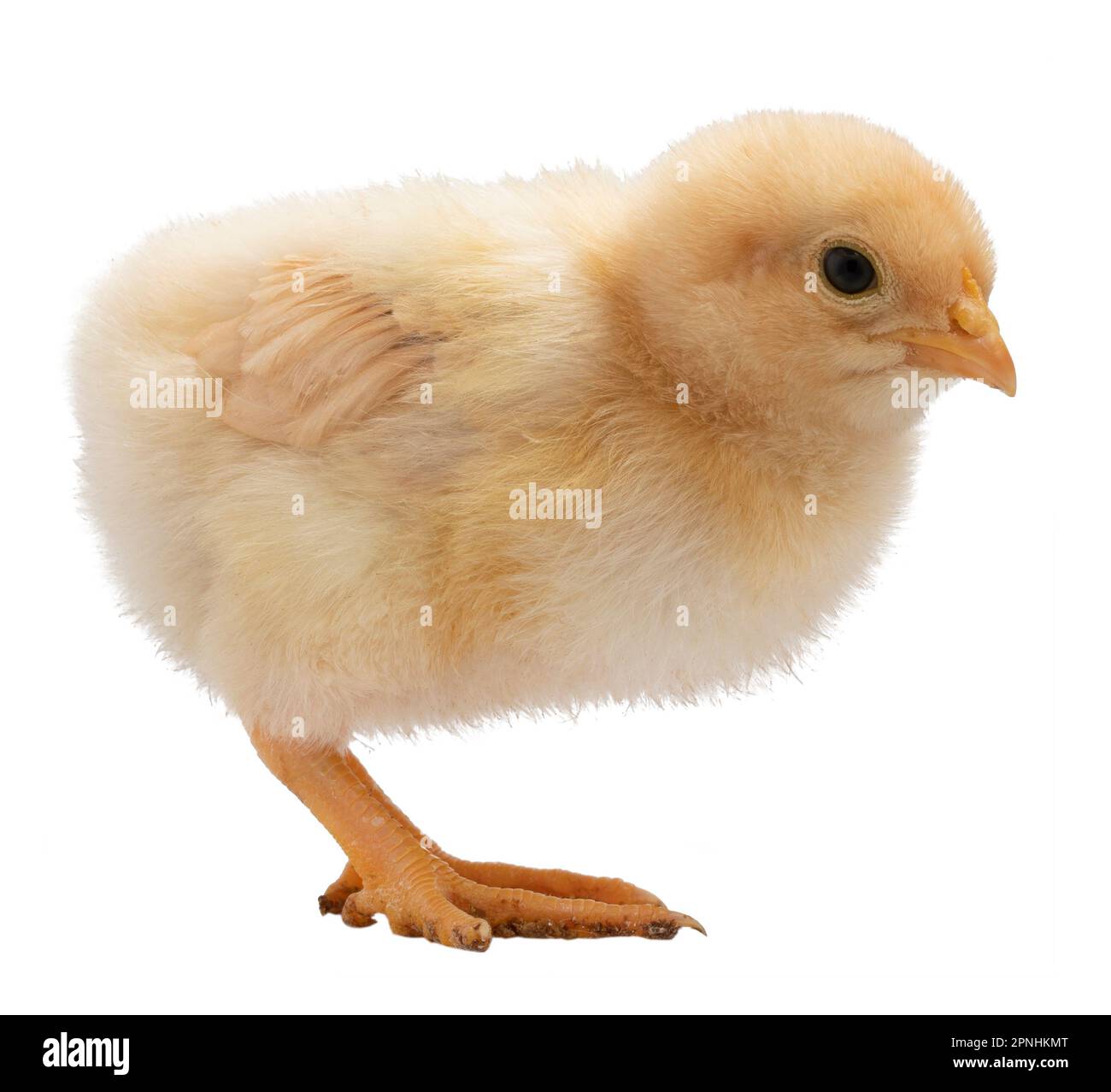Bright gold colored buff Orpington chicken chick isolated in a studio ...
