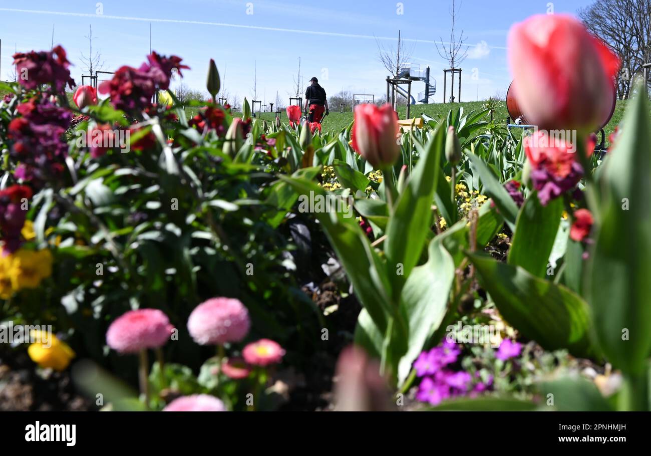 Fulda, Germany. 19th Apr, 2023. A gardener is busy on the grounds of ...