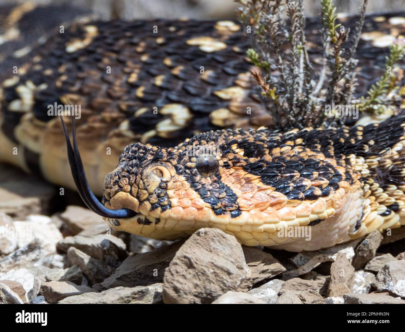 A Puff Adder, a dangerously venomous snake viper from South Africa ...