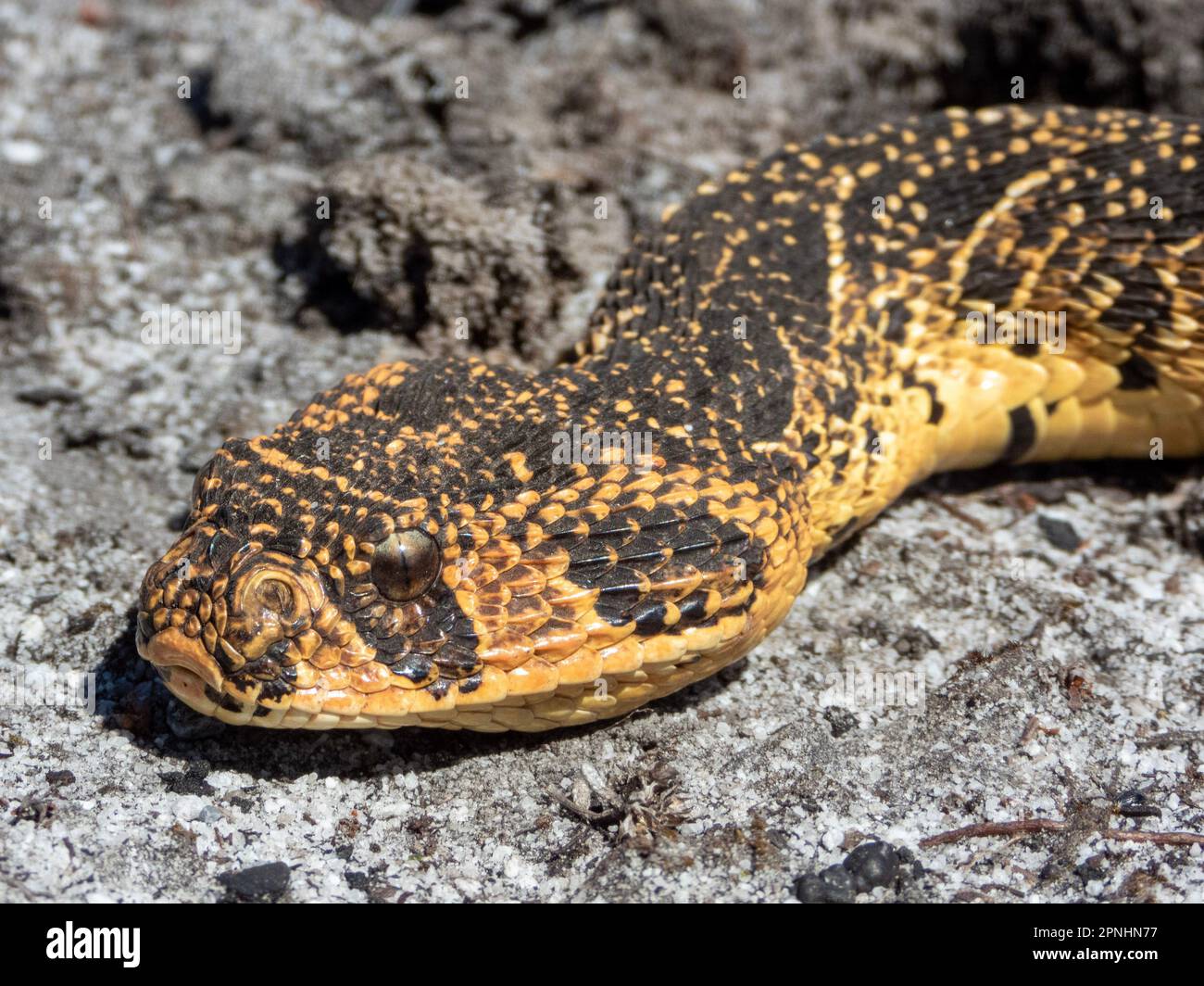A Puff Adder, a dangerously venomous snake viper from South Africa ...