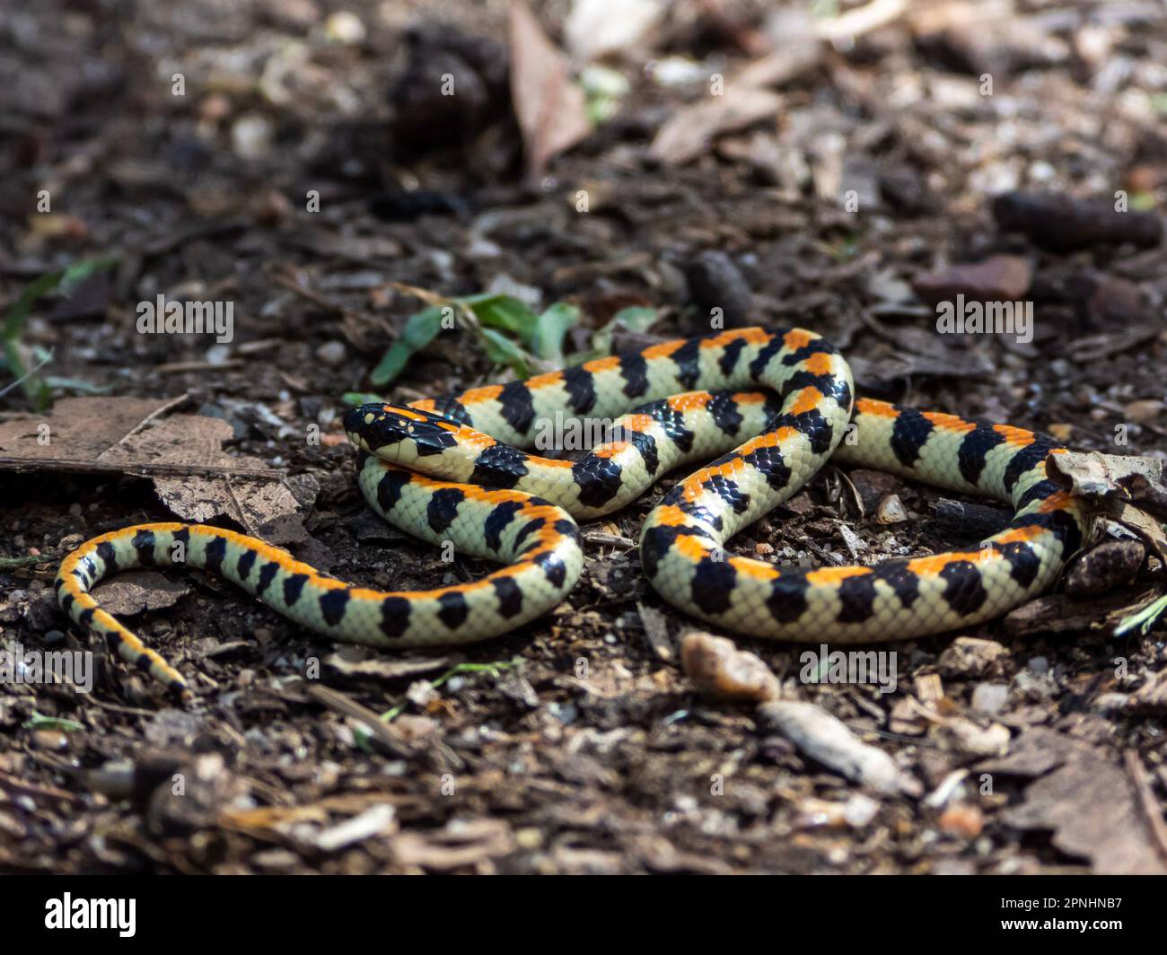 A Spotted Harlequin Snake, a venomous fossorial species from South ...