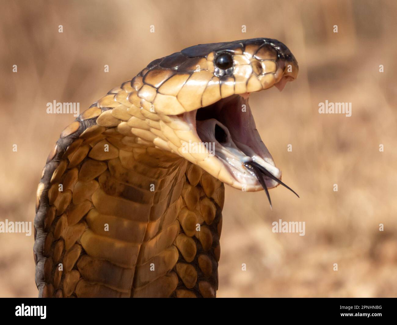 A closeup shot of a Snouted Cobra, a dangerously venomous species of ...