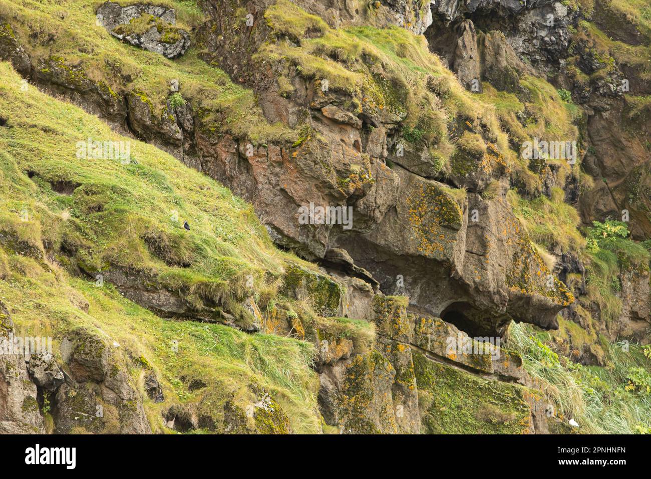 Little puffin, the most known bird in Iceland, in a green valley on ...