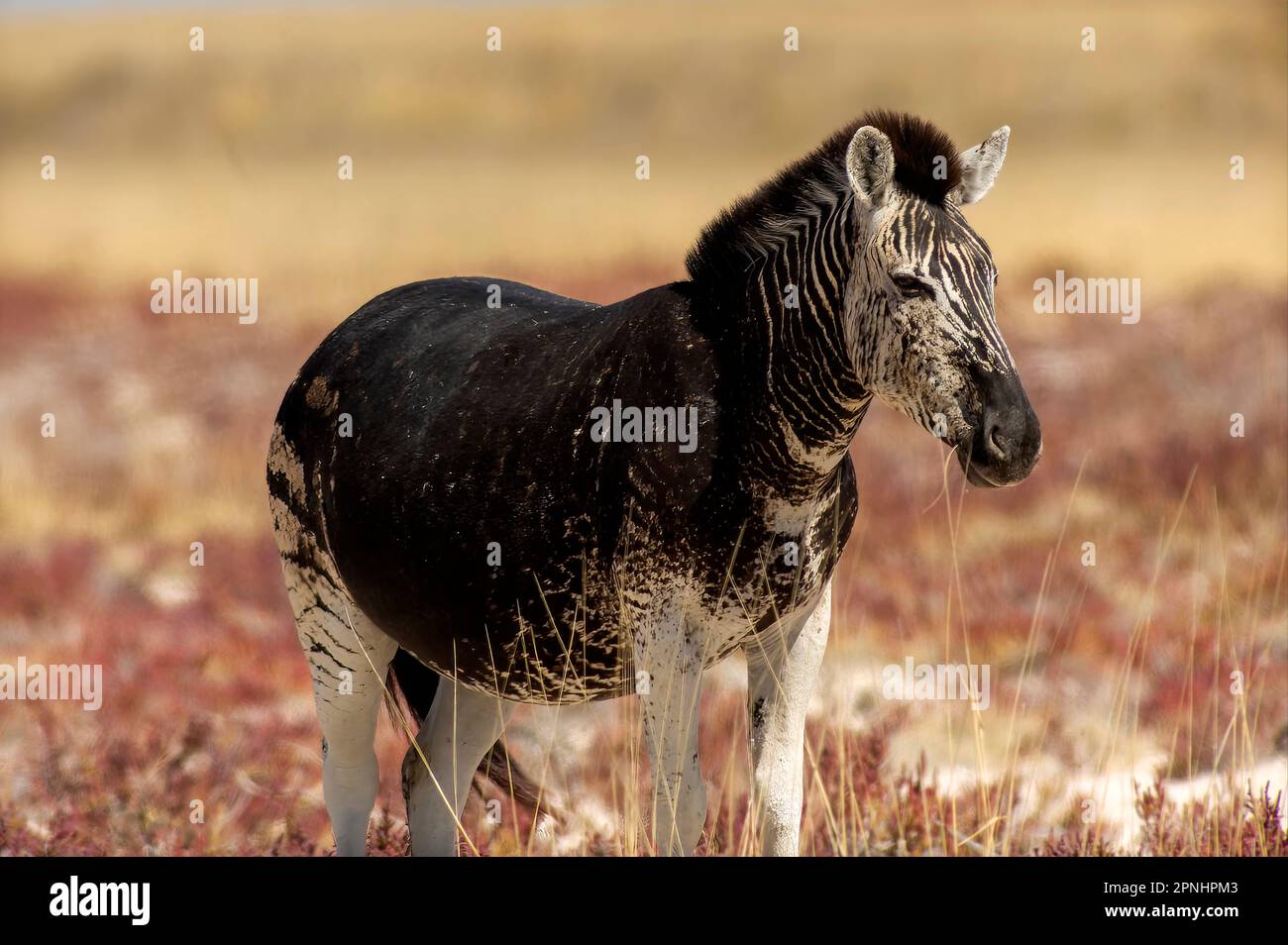 Melanistic zebra hi-res stock photography and images - Alamy