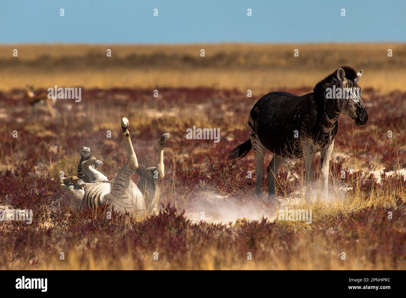 Melanistic zebra hi-res stock photography and images - Alamy
