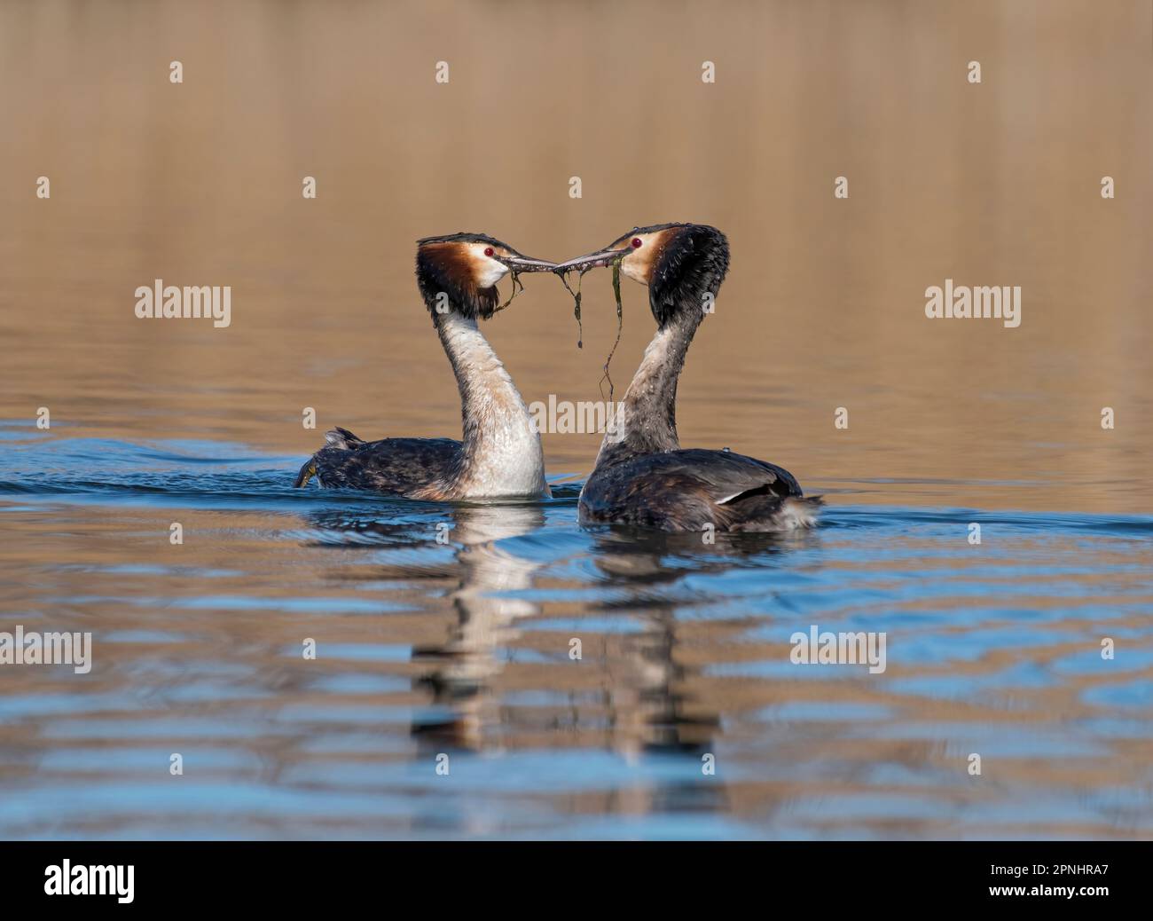 Great crested grebe, Podiceps cristatus, pair mating, Lancashire, UK ...