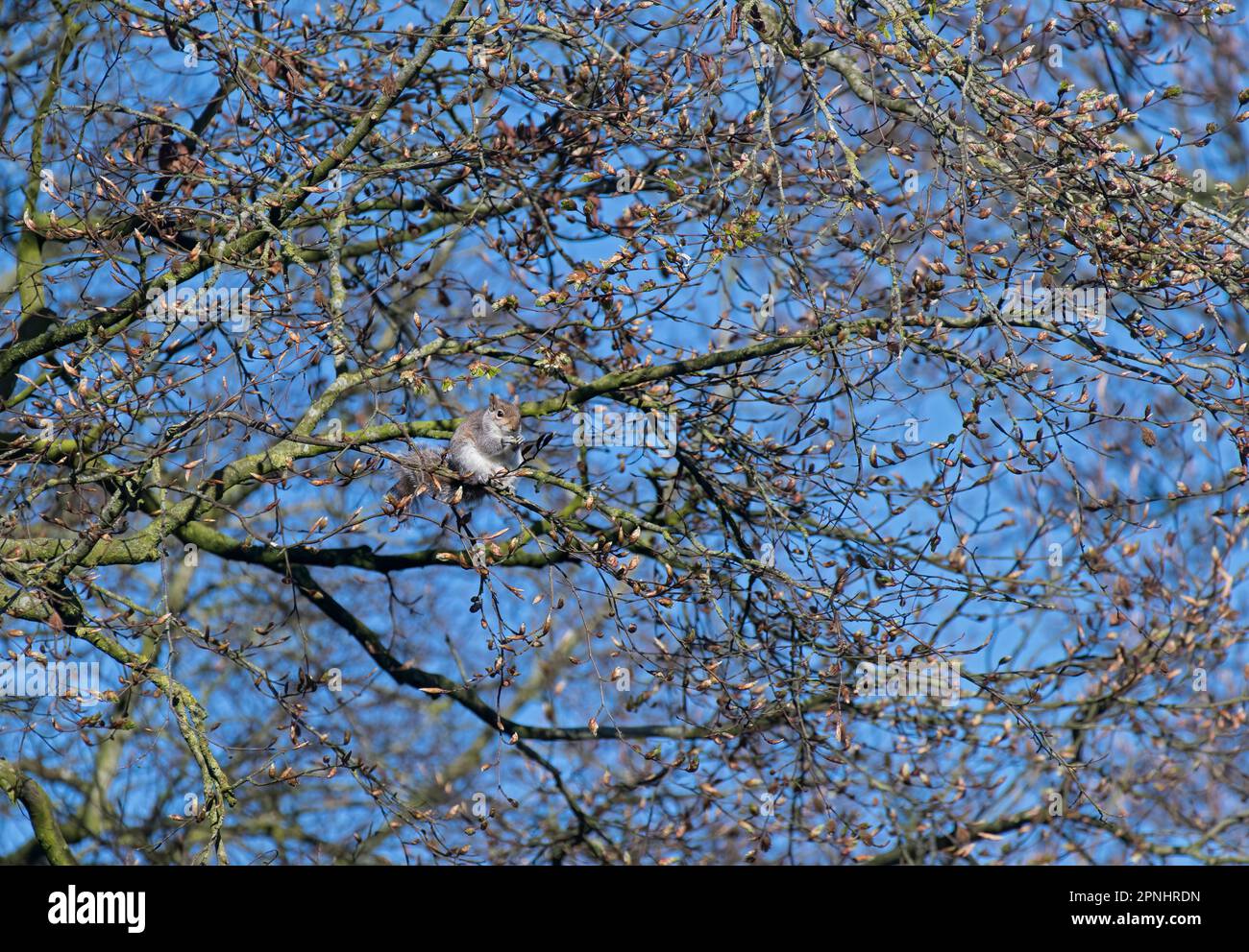 Grey Squirrel, Sciurus carolinensis, eating on budding Beech tree ...