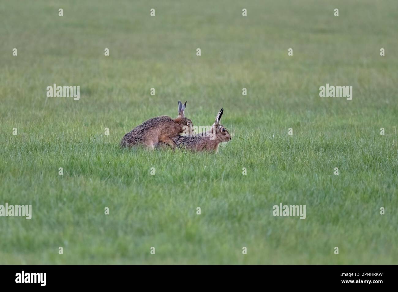 European hare, Brown hare, Lepus europaeus, two brown hares mating in ...
