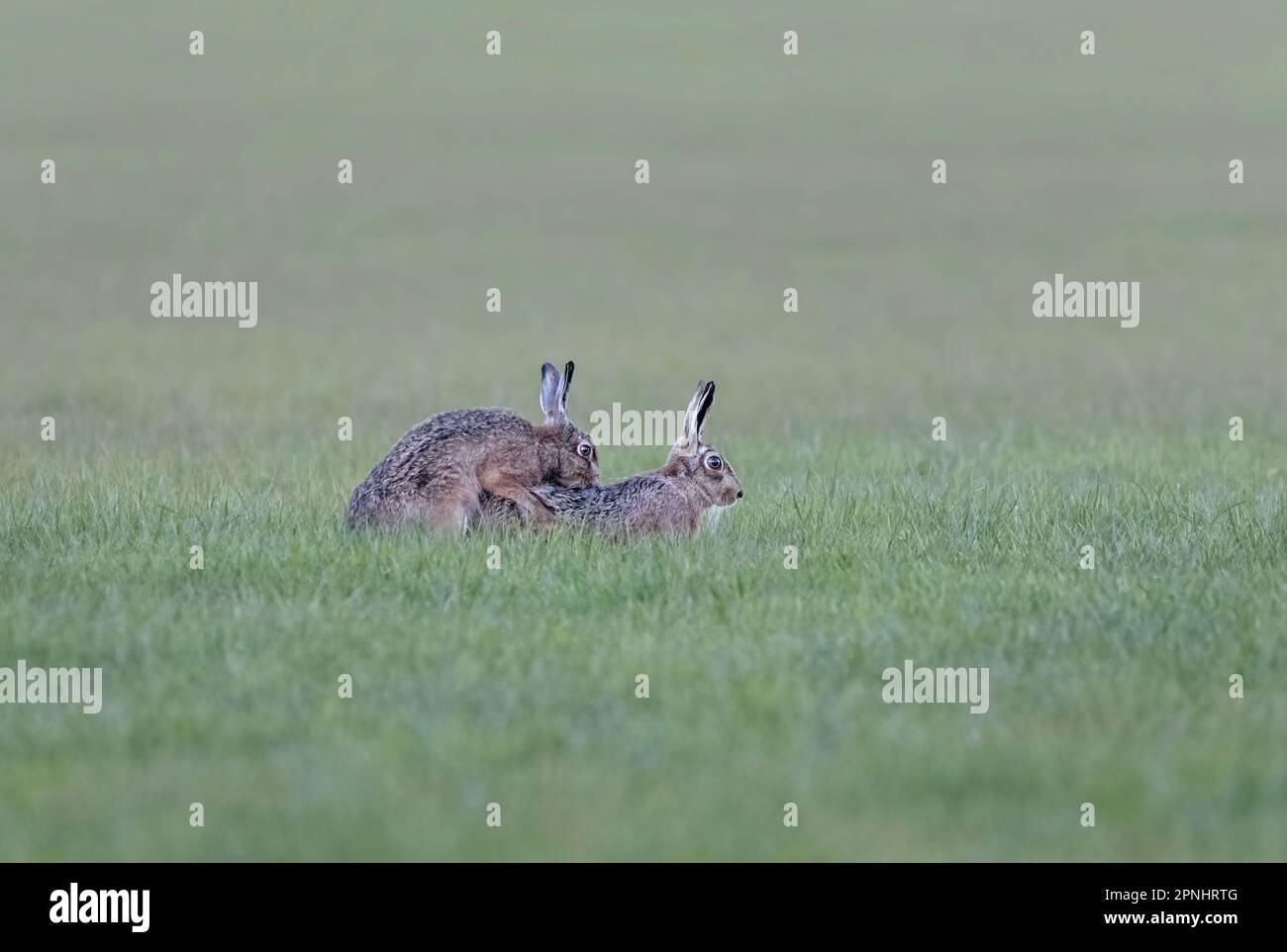 European hare, Brown hare, Lepus europaeus, two brown hares mating in ...