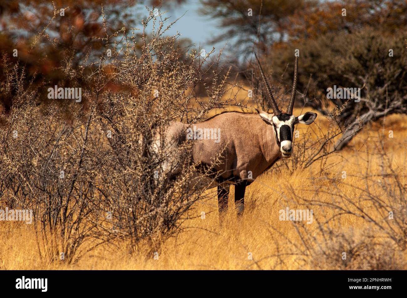 Gemsbok or Orix antelope, Etosha National Park, Namibia Stock Photo - Alamy