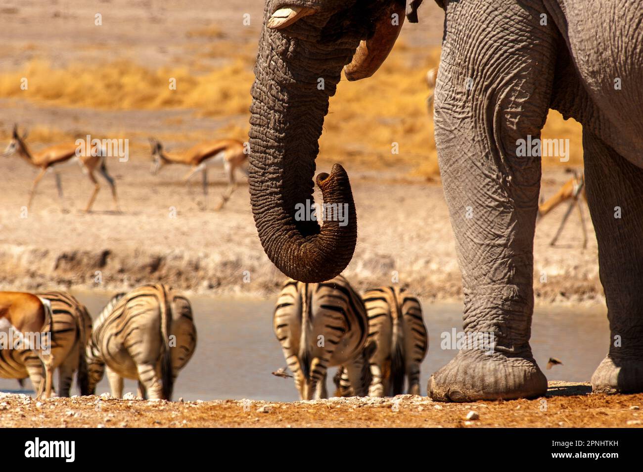 Springbok and zebra hi-res stock photography and images - Alamy