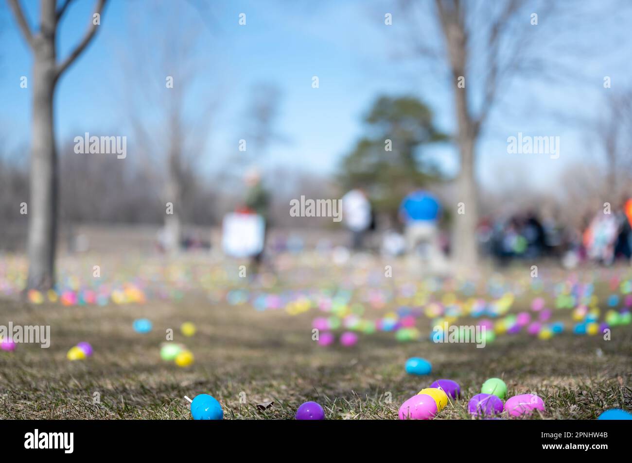 Open field with hundreds of plastic Easter eggs for a kids public hunt ...