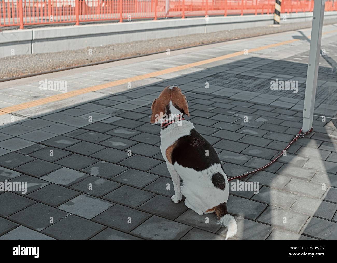 A dog waits for his owner at the train station. The concept of loyalty ...