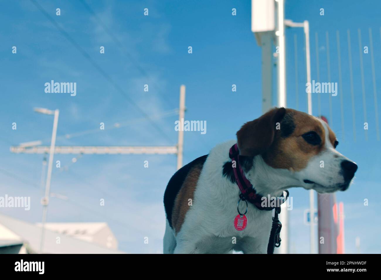 The beagle dog waits sadly at the station. The concept of loyalty ...