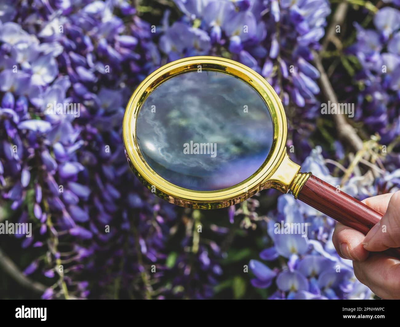 Magnifying lens plant hi-res stock photography and images - Alamy