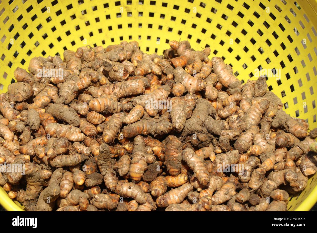 Turmeric roots uprooted from the ground washed and kept for dry in the ...