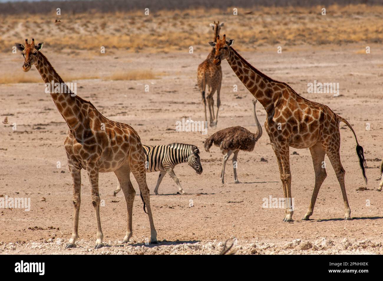 Giraffes, ostrich and zebra at Nebrowni waterhole, Etosha National Park ...