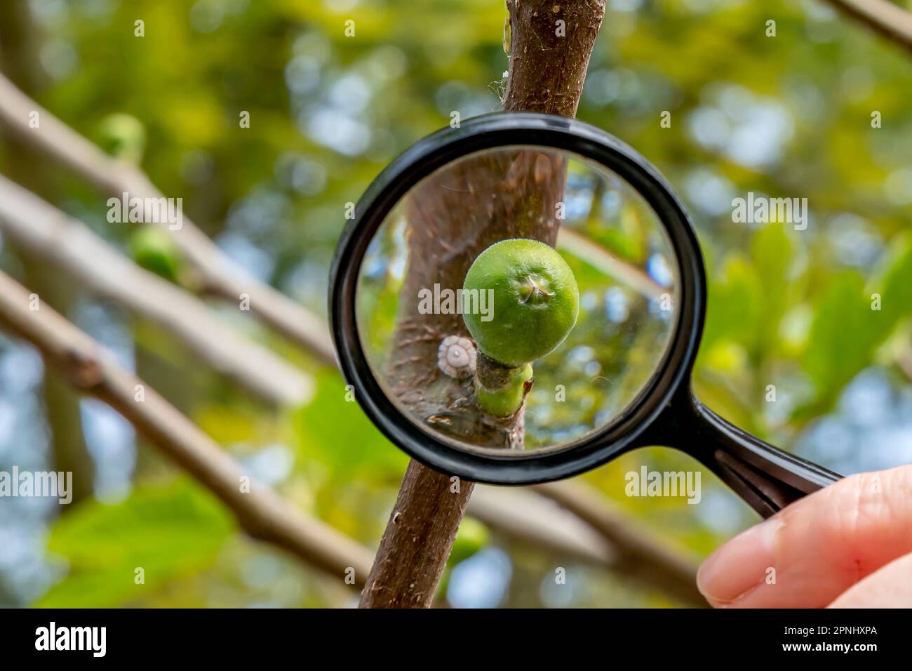 Magnifying glass focuses on female hi-res stock photography and images ...
