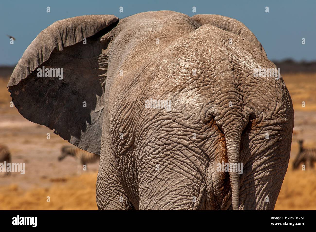 Elephant from behind hi-res stock photography and images - Alamy
