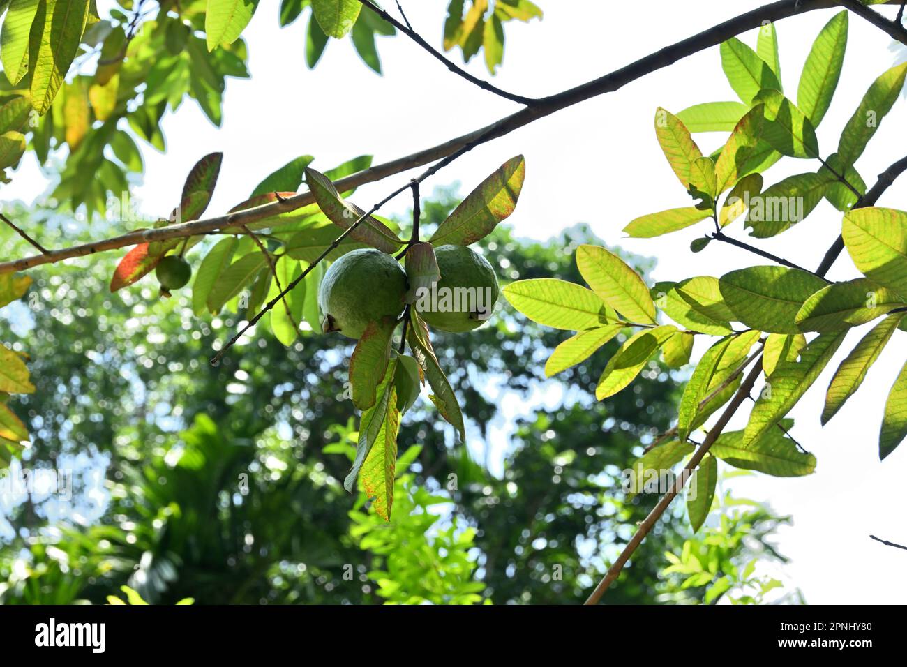 Immature guava fruits hi-res stock photography and images - Alamy