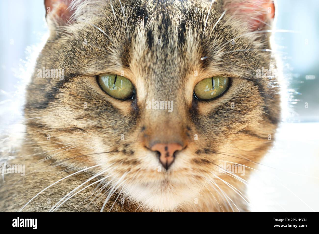 Tabby cat pet portrait with backlit sun Stock Photo - Alamy