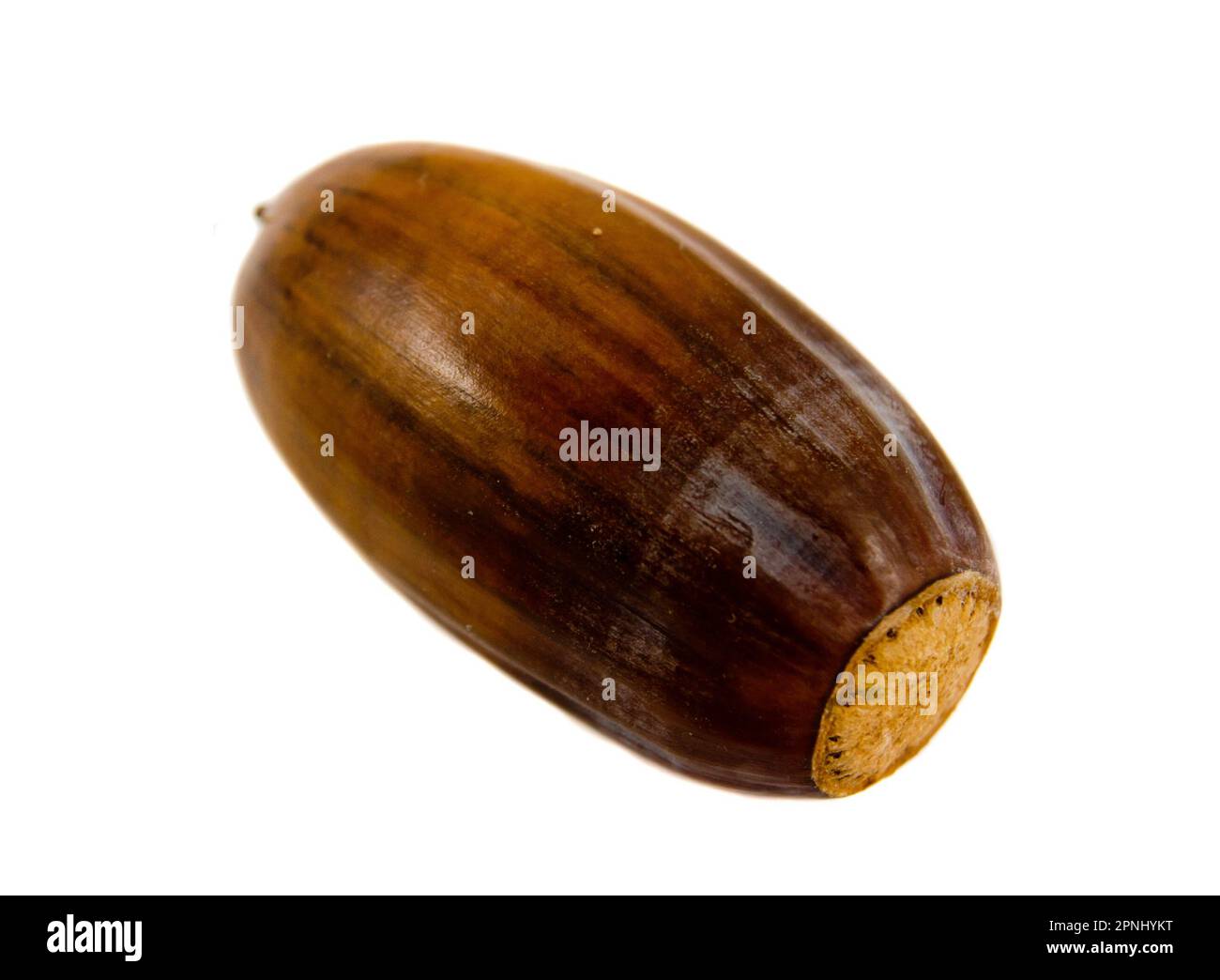 Detail of one acorn on the isolated white background Stock Photo - Alamy