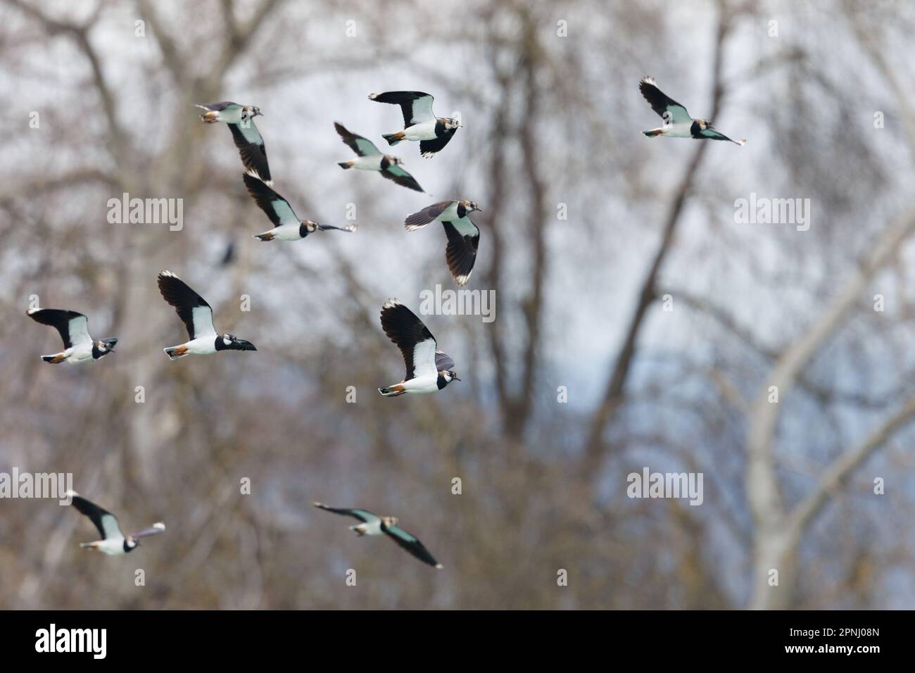 flying lapwing bird flock (vanellus vanellus) in front of trees Stock ...