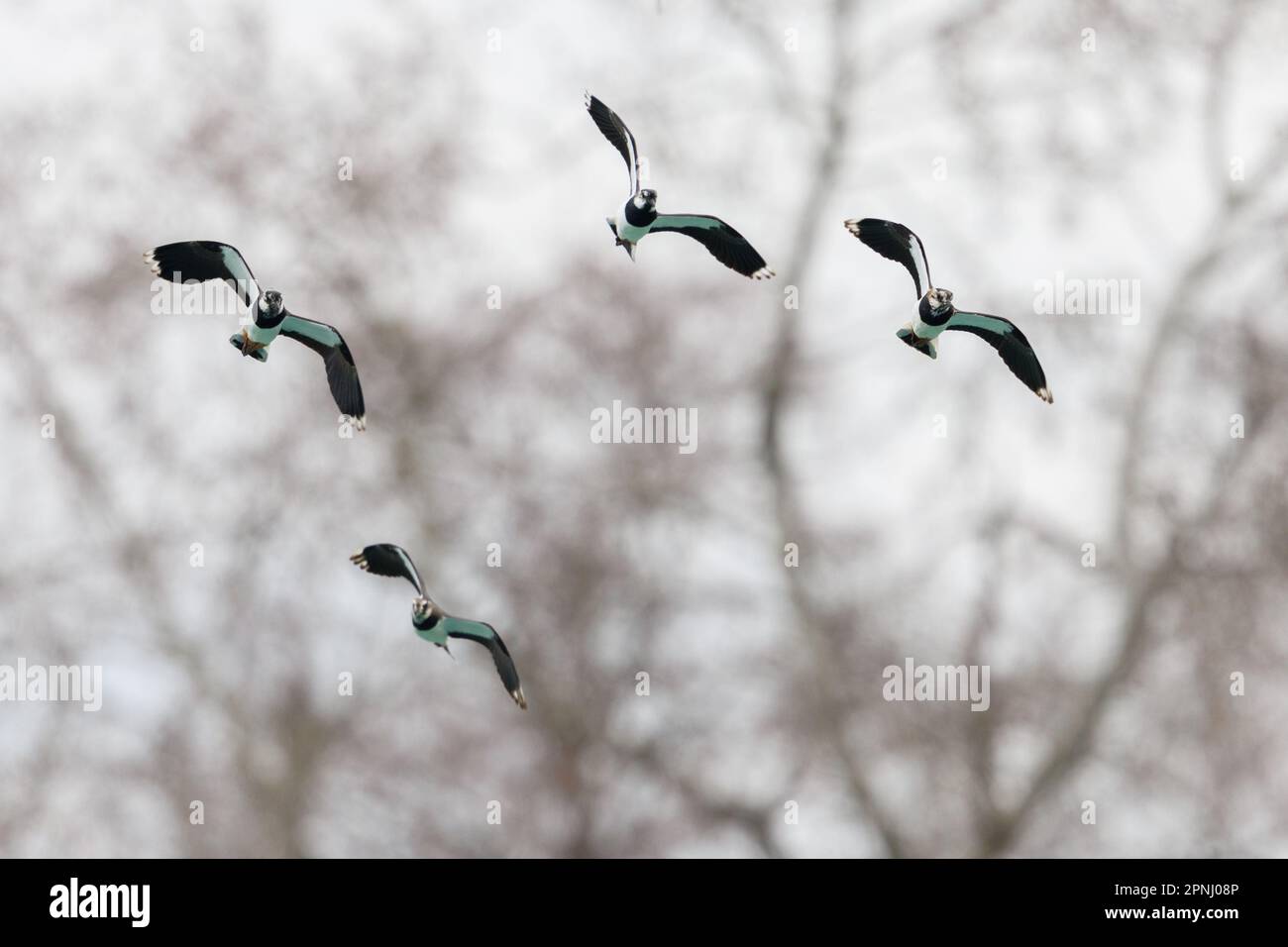 four flying lapwing birds (vanellus vanellus) in front of trees Stock ...