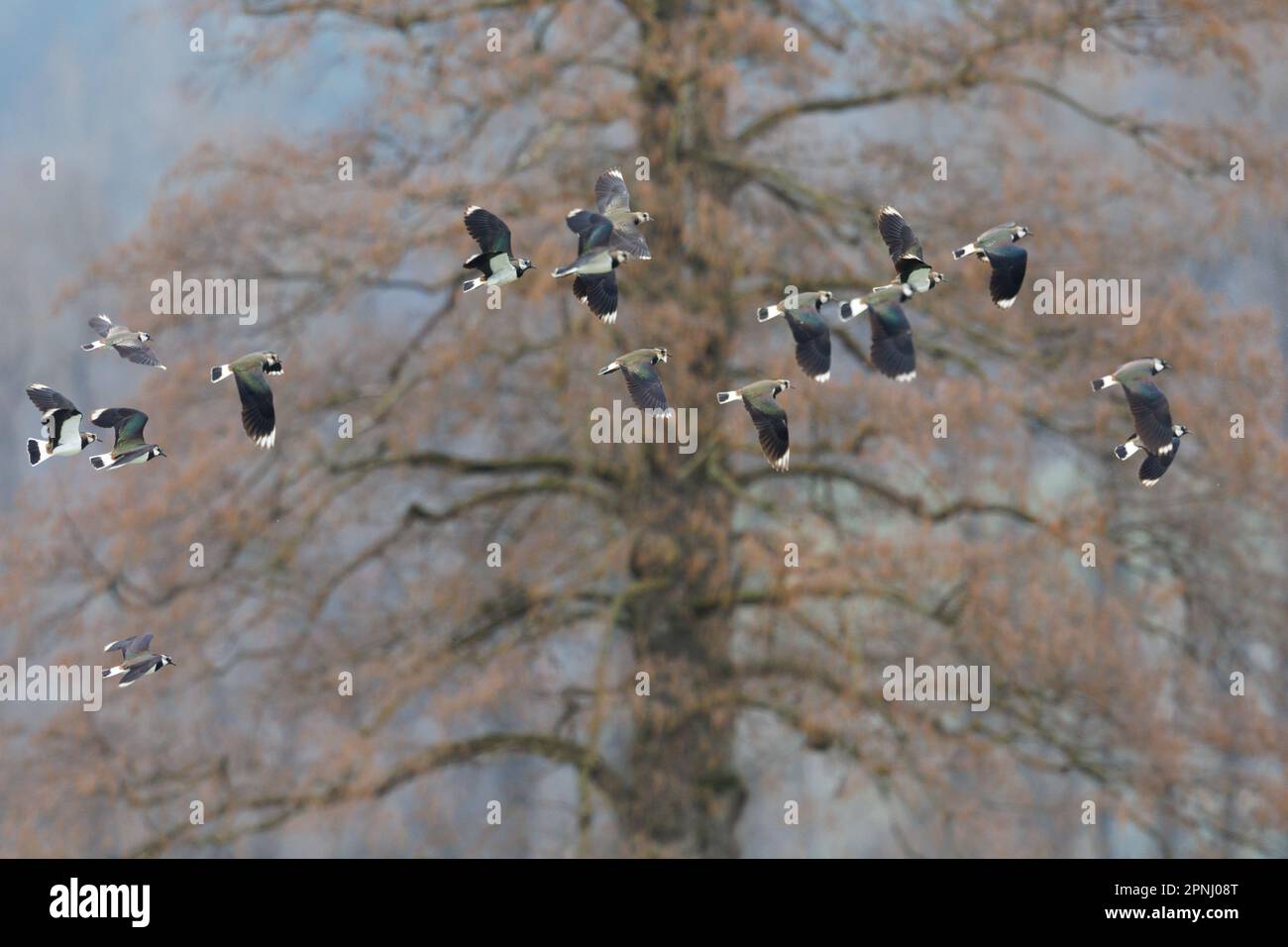 group of lapwing bird (vanellus vanellus) flying in front of tree Stock ...
